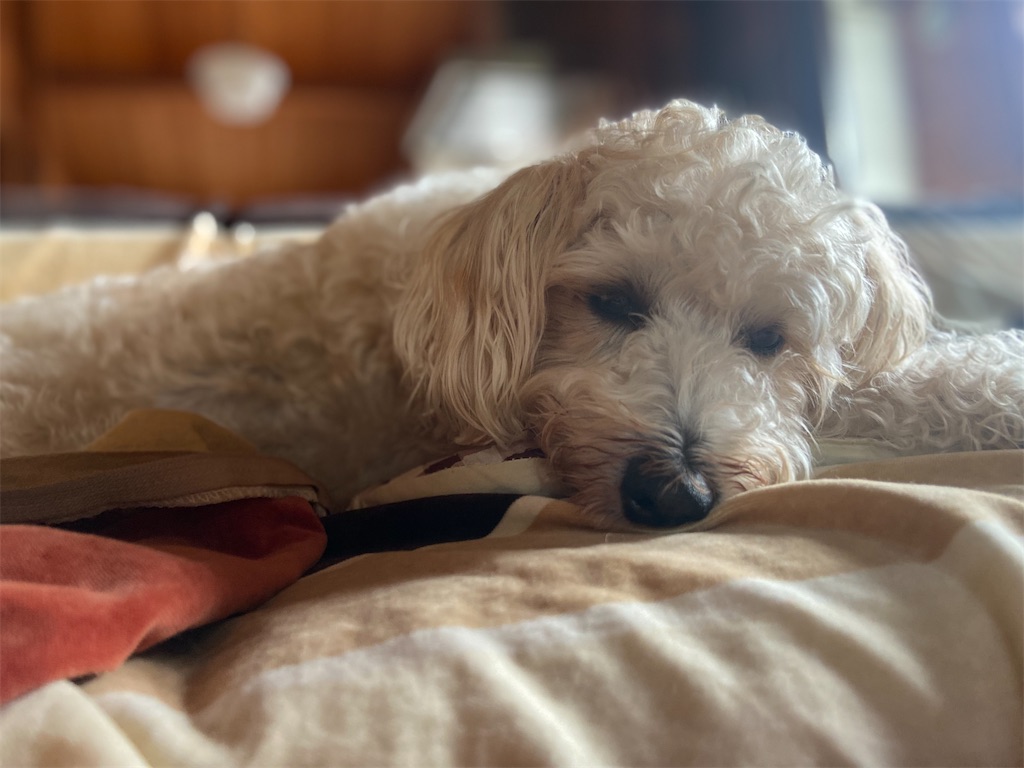 犬ママMESHIKOのナチュラルWANブログ