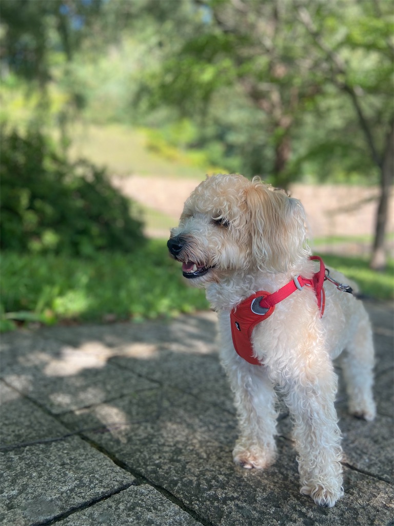 初めまして - 犬ママMESHIKOのナチュラルWANブログ