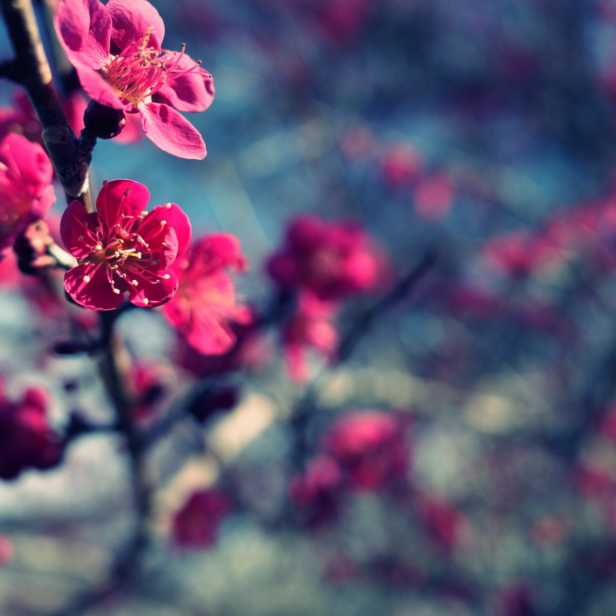 昭和おじさんと思春期おじさん - meta.kimura