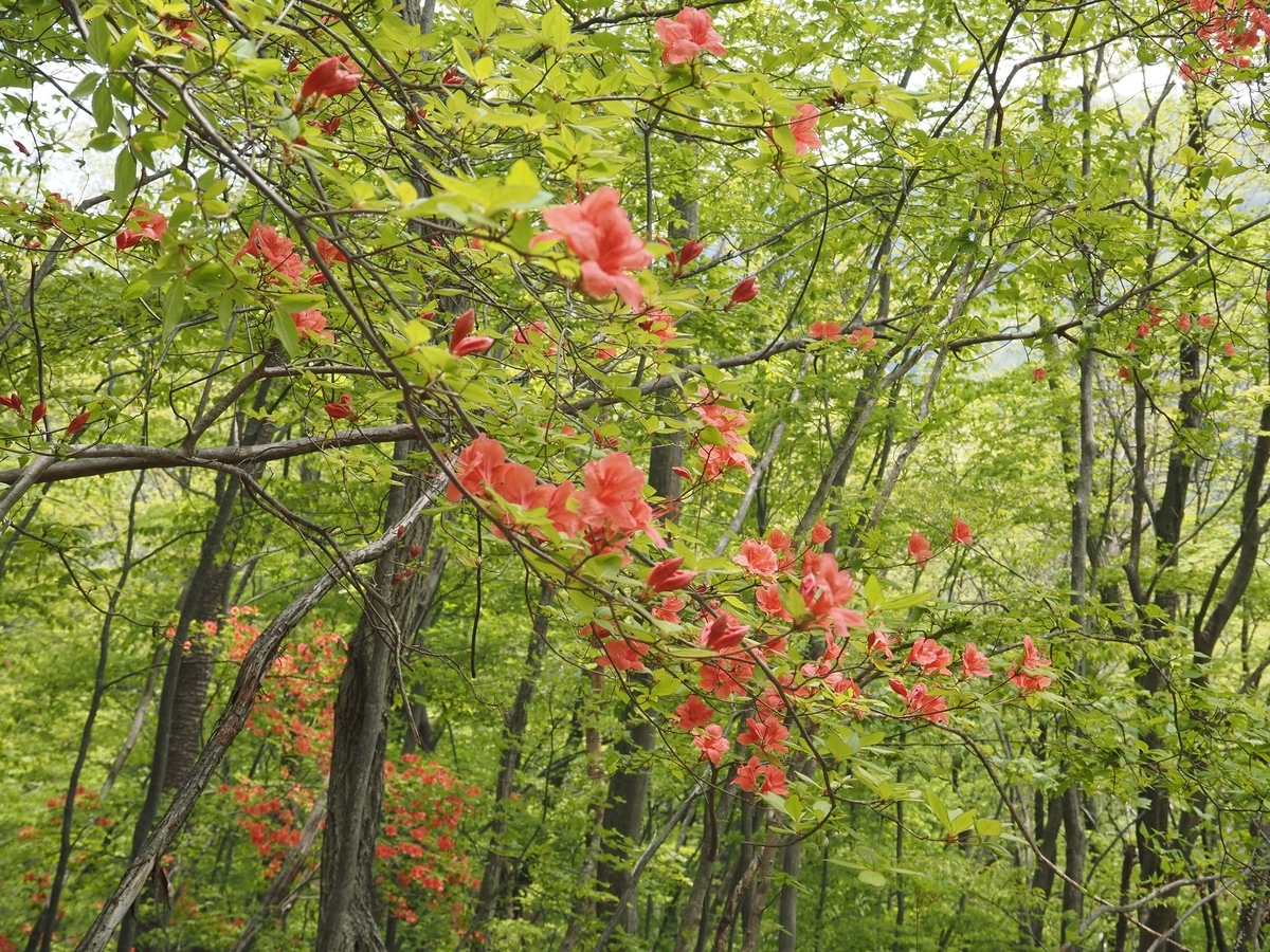 200名山・荒船山』 - metoo7s’s diary