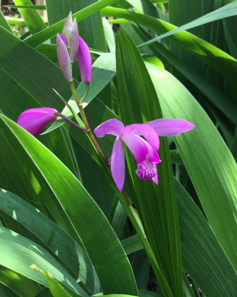 "成熟のとき(60歳～)”へ - うたと からだと わたし