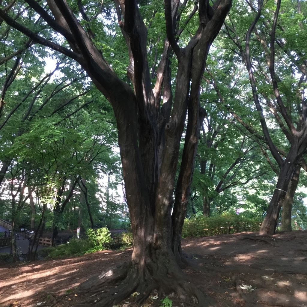 思い出の「ストレス解消買い」 - うたと からだと わたし