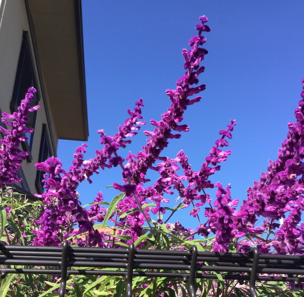 散歩 ” が 止まらない ・・(^_^*) - うたと からだと わたし