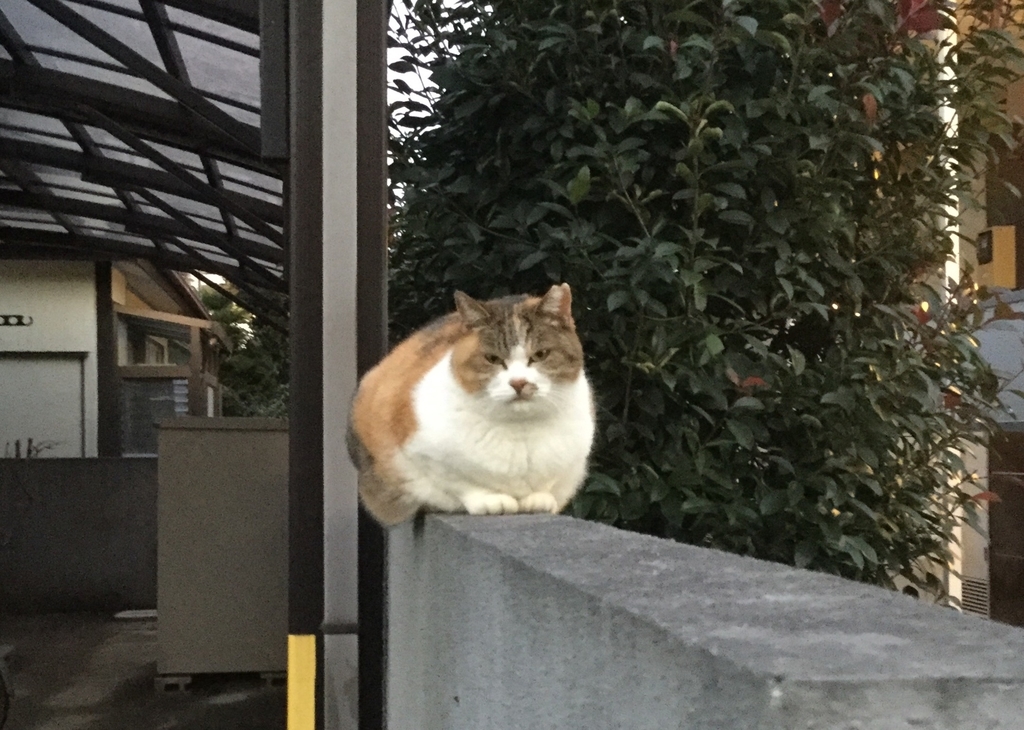 散歩 ” が 止まらない ・・(^_^*) - うたと からだと わたし