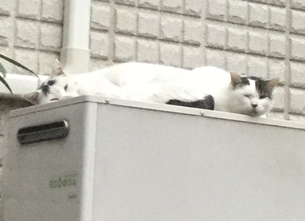 ちゃんと風邪をひいた・・(^_^*) - うたと からだと わたし