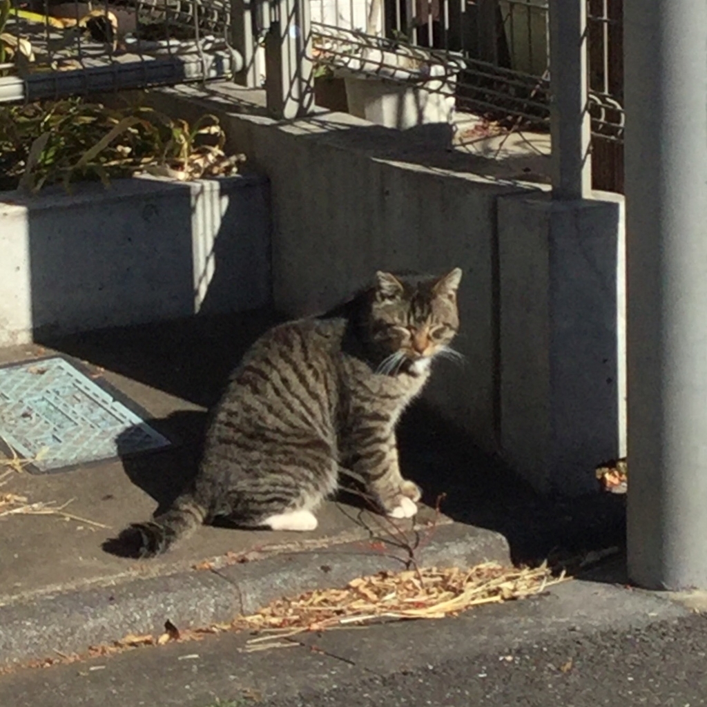 帰り道に…黒ドラちゃん(=^x^=) - うたと からだと わたし