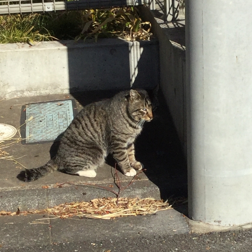 帰り道に…黒ドラちゃん(=^x^=) - うたと からだと わたし