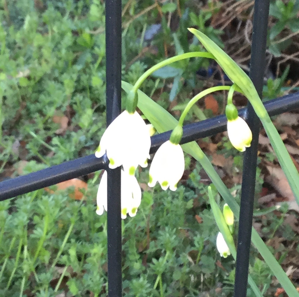 桃 はじめて 笑う 」 - うたと からだと わたし