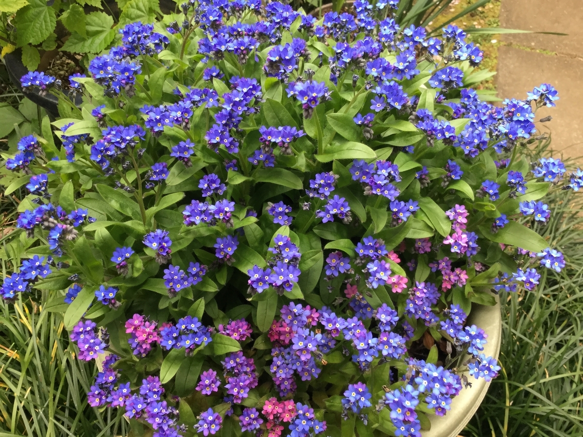 ネコのクロちゃんと 母の庭 - うたと からだと わたし