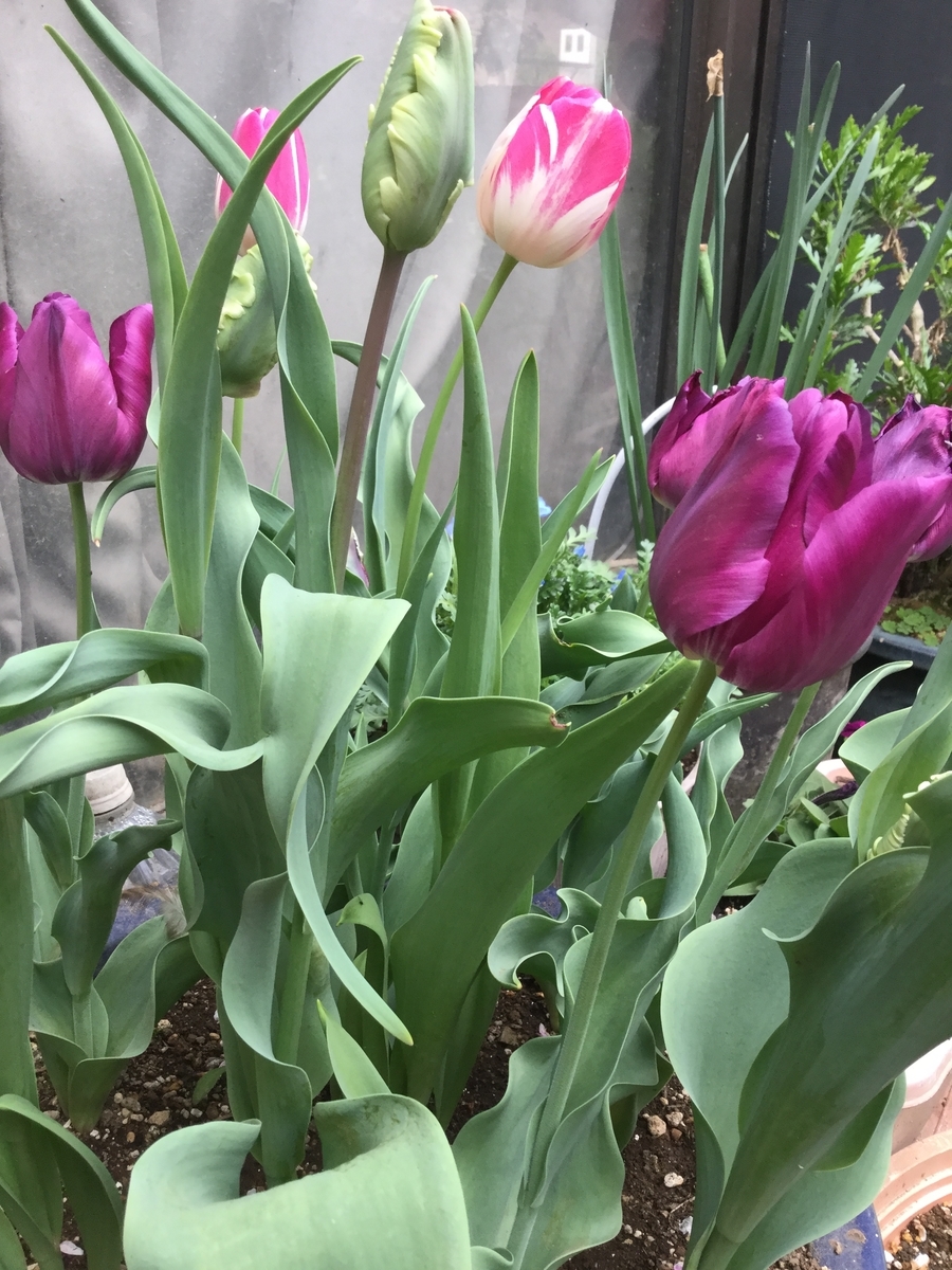 ネコのクロちゃんと 母の庭 - うたと からだと わたし