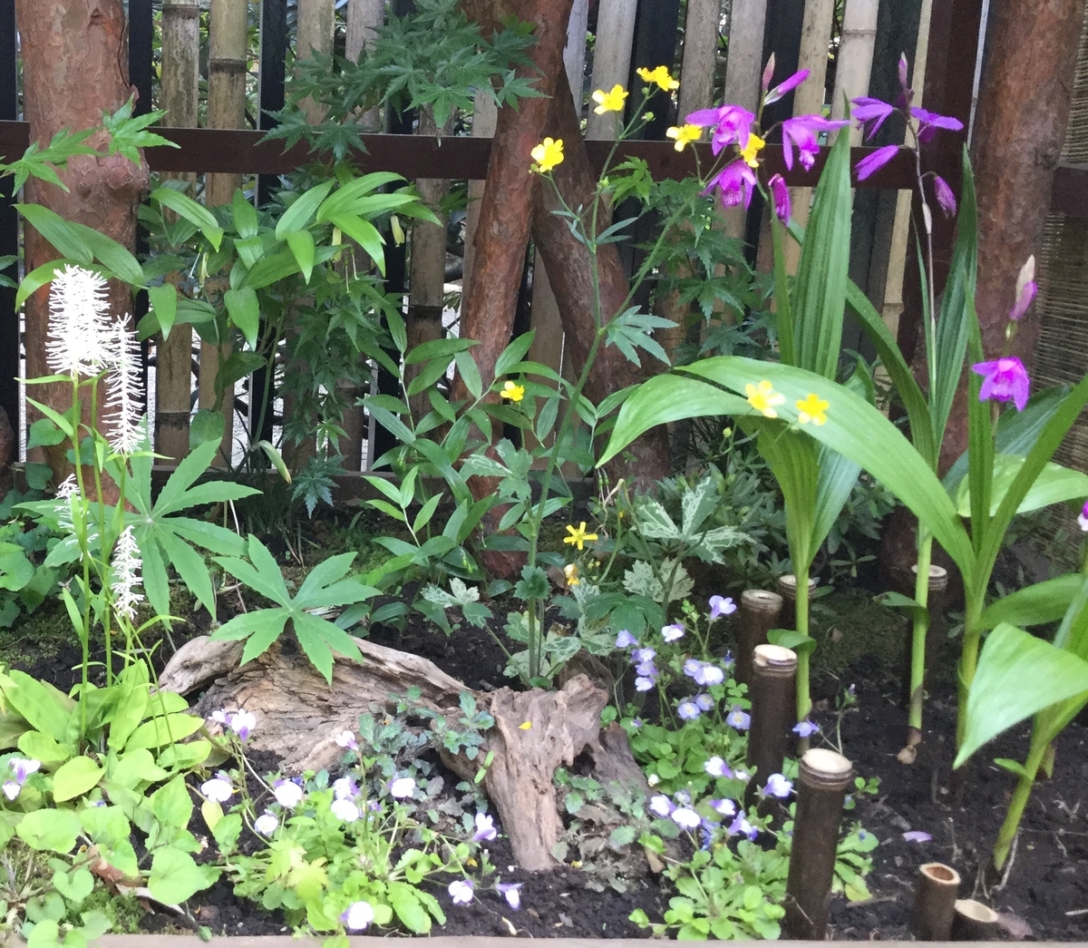 5月の 日本庭園 - うたと からだと わたし