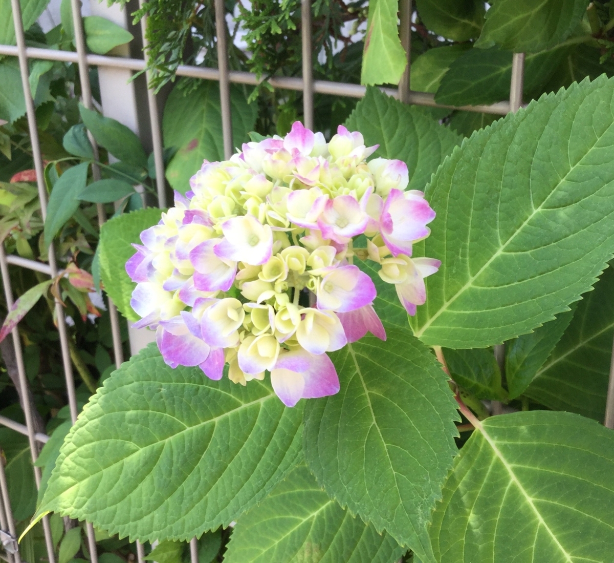 小満 “ の ほのぼのシリーズ - うたと からだと わたし