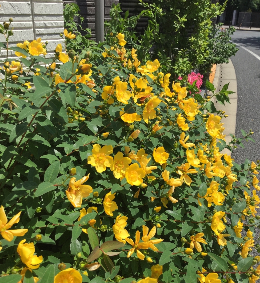 花の色は 世界を明るくする…( ポエム ) - うたと からだと わたし