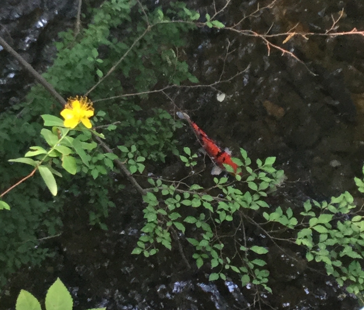 花の色は 世界を明るくする…( ポエム ) - うたと からだと わたし
