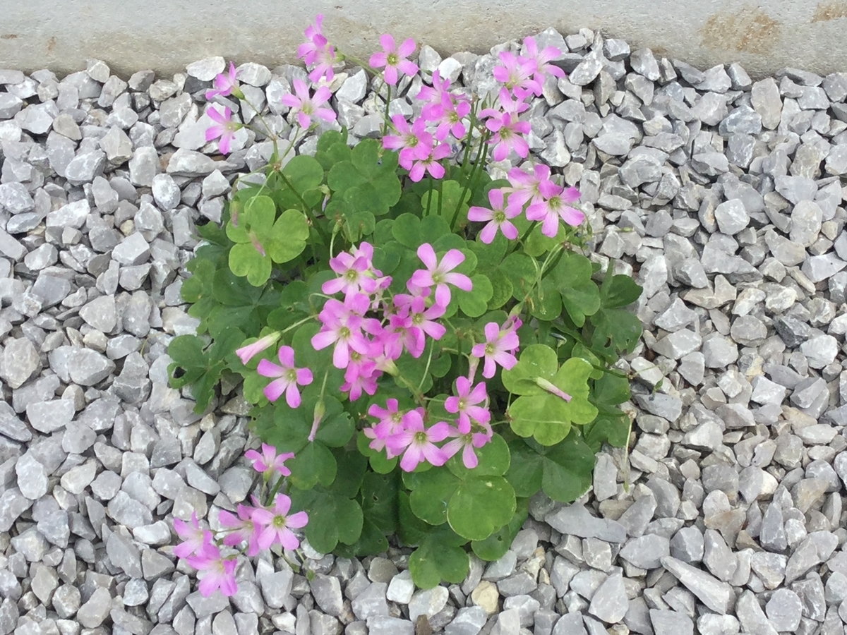 時の流れのなかで。。( ポエム ) - うたと からだと わたし