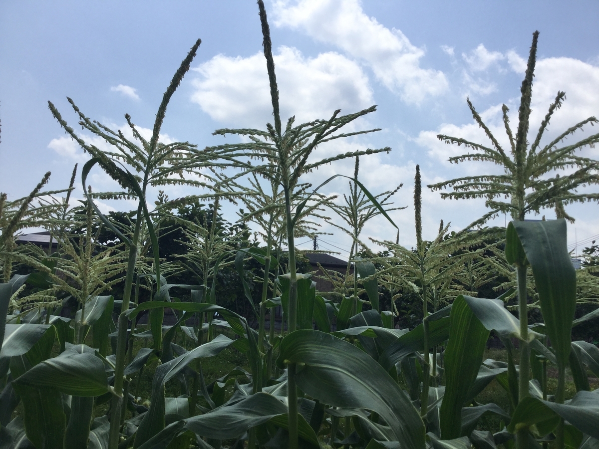 時の流れのなかで。。( ポエム ) - うたと からだと わたし