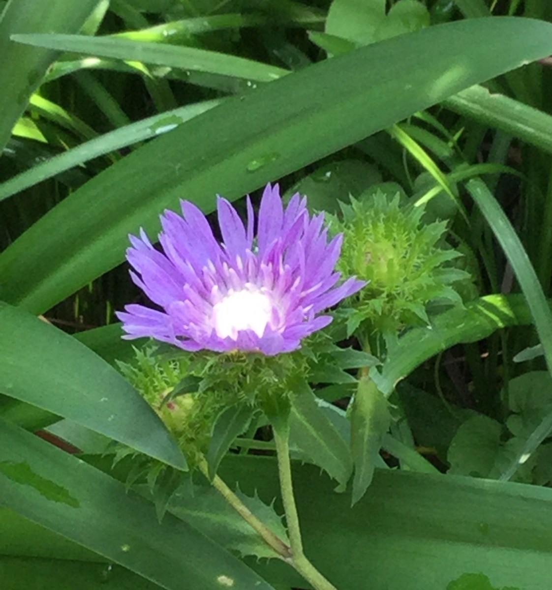 いろんな 葉っぱ …(^^) - うたと からだと わたし