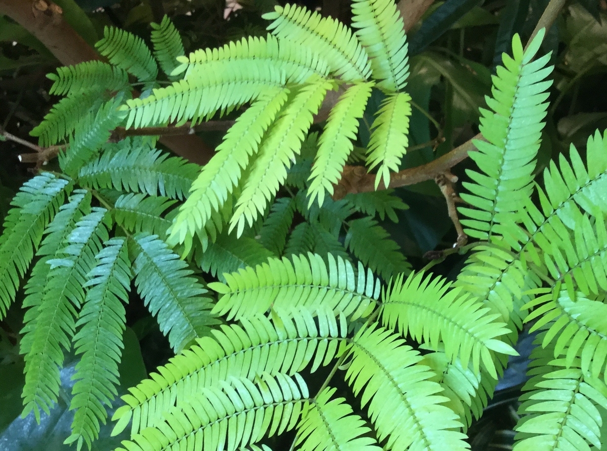 コミュニケーション ( 花と緑 ) - うたと からだと わたし