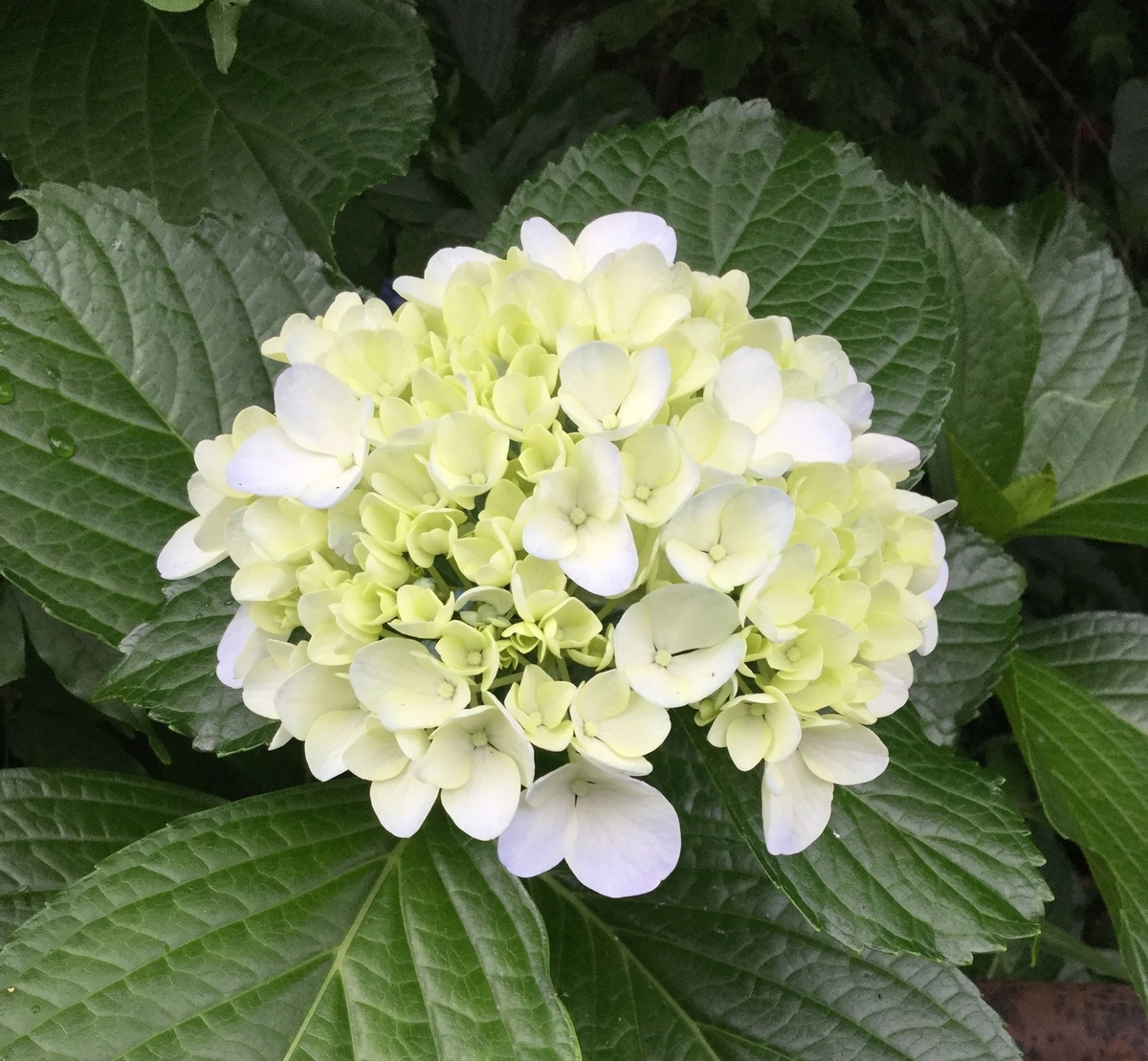 いっとき雨が止んで。。 - うたと からだと わたし