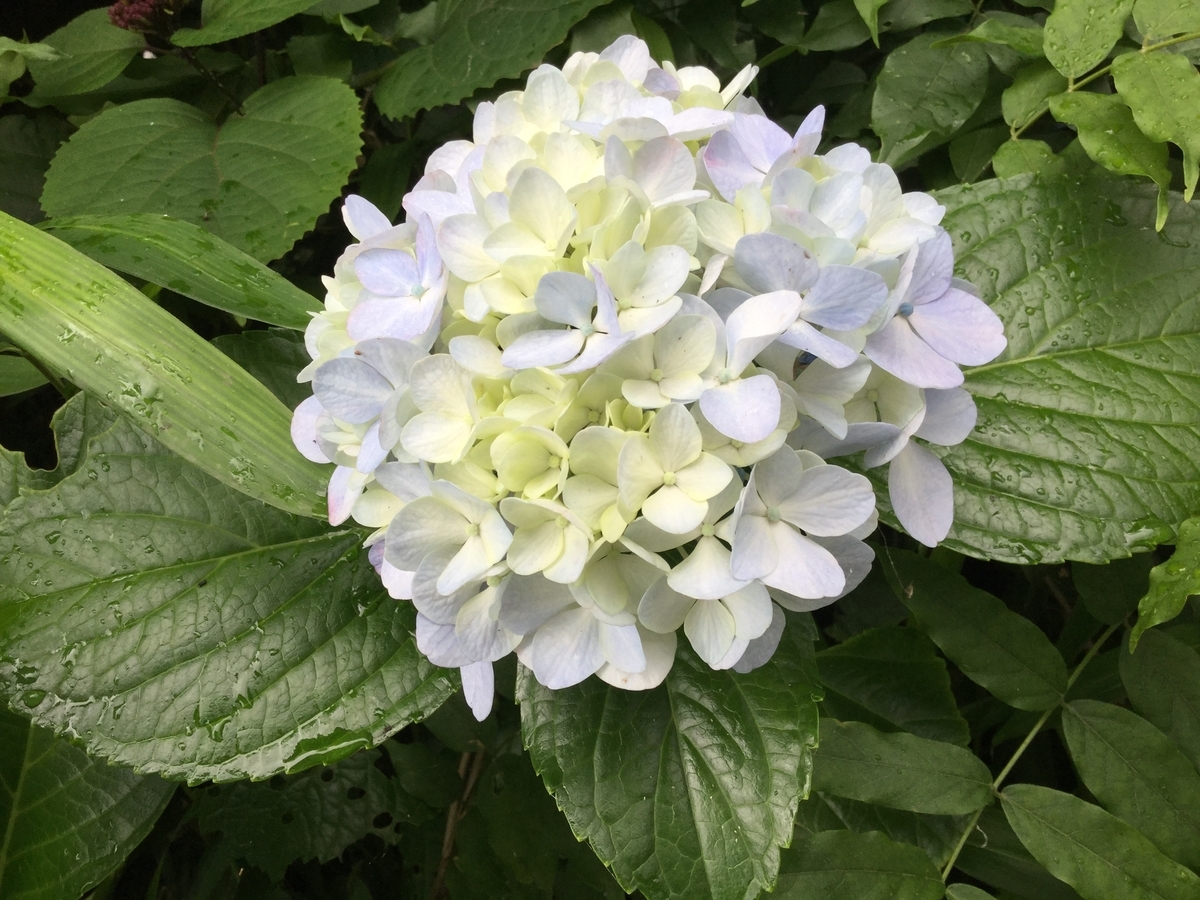 いっとき雨が止んで。。 - うたと からだと わたし