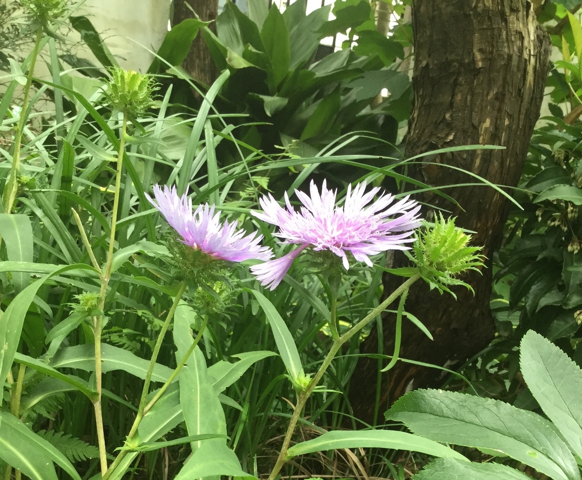 七夕 過ぎて…“ ほのぼのシリーズ ” - うたと からだと わたし