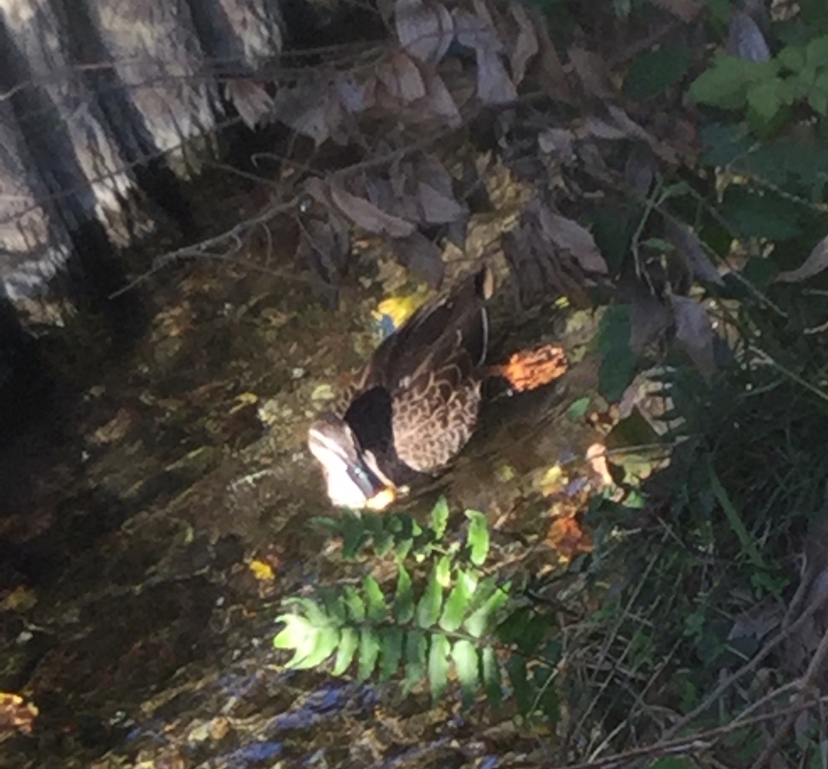 いつもと違う散歩道で。。 - うたと からだと わたし
