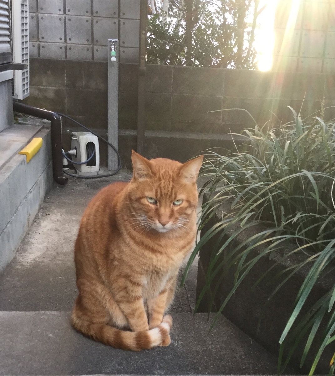 おやつのカンタン “ 自由食 ” ^ ^ 。。 ( ツブヤキ ) - うたと からだと わたし