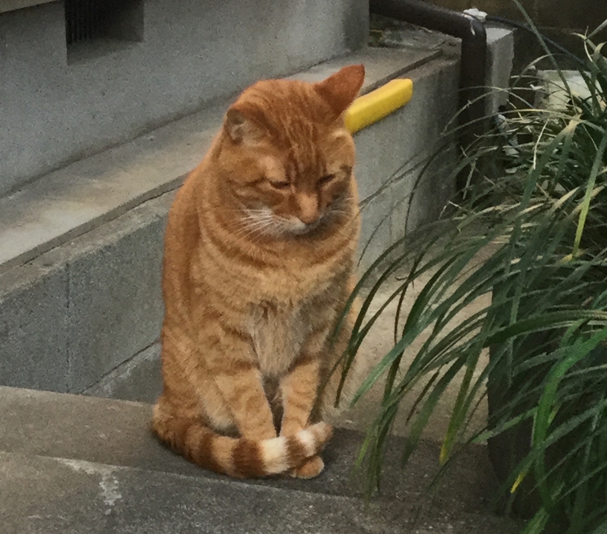 脳への 純正アクセス (・・?) “ 。。( ツブヤキ ) - うたと からだと わたし