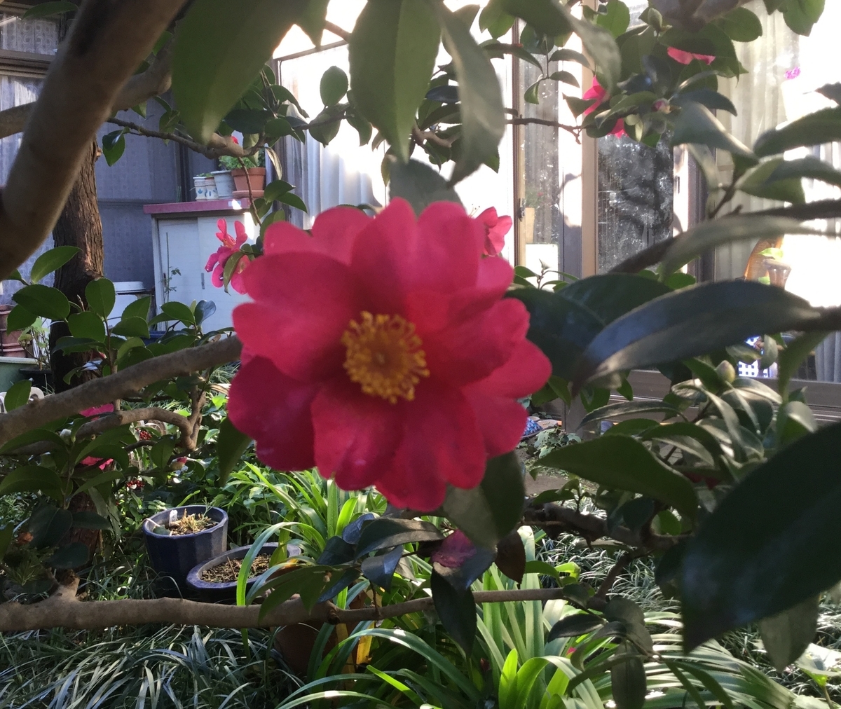 雨上がり… 年の瀬の “ 母の庭 ” - うたと からだと わたし