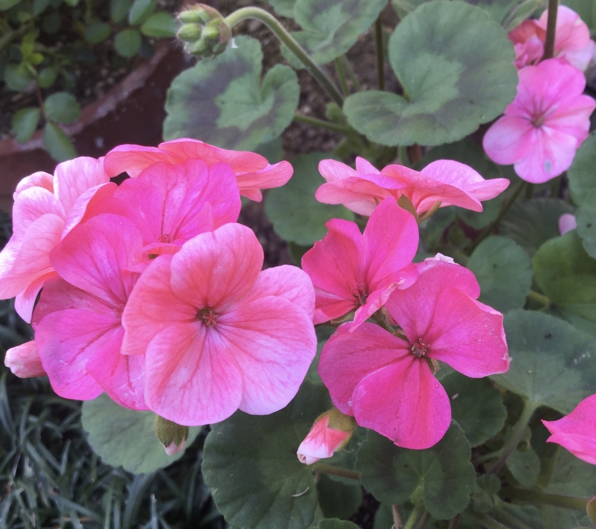 実家の庭の華やぎ ^^ - うたと からだと わたし