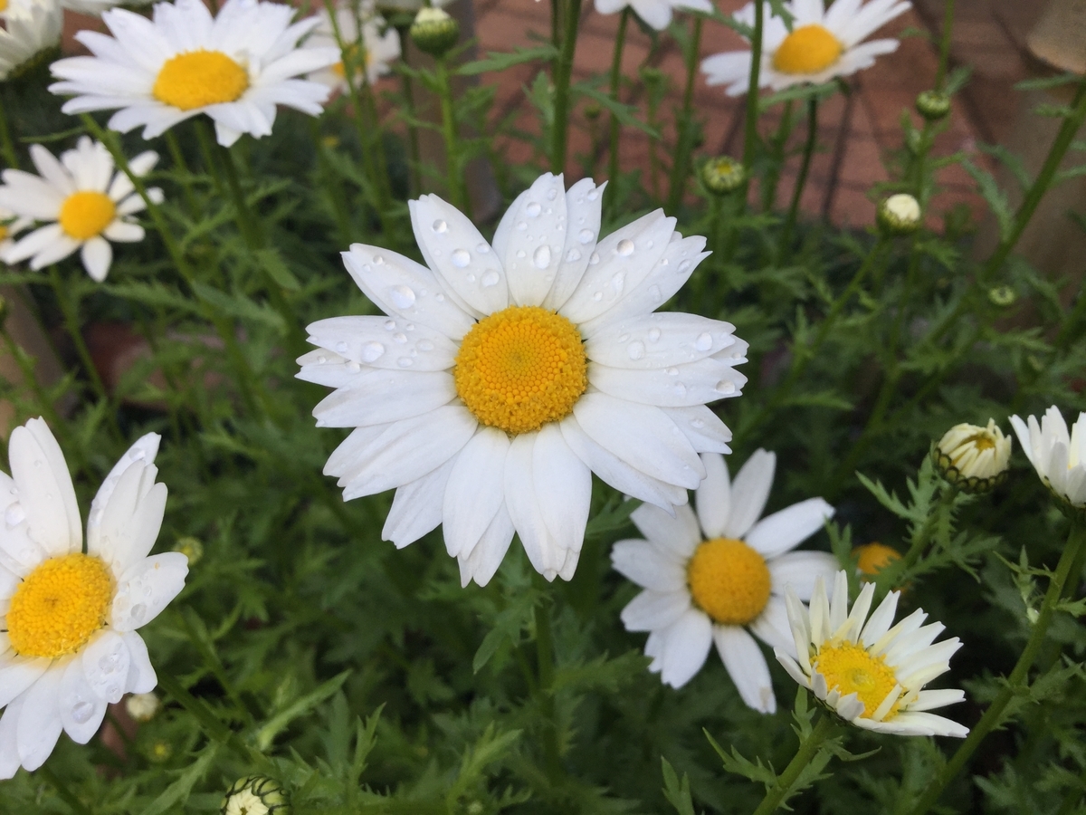 へんなお天気 “ でした。。( ^ω^ ) - うたと からだと わたし