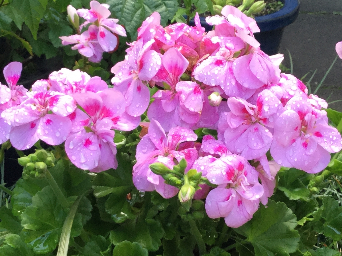 へんなお天気 “ でした。。( ^ω^ ) - うたと からだと わたし