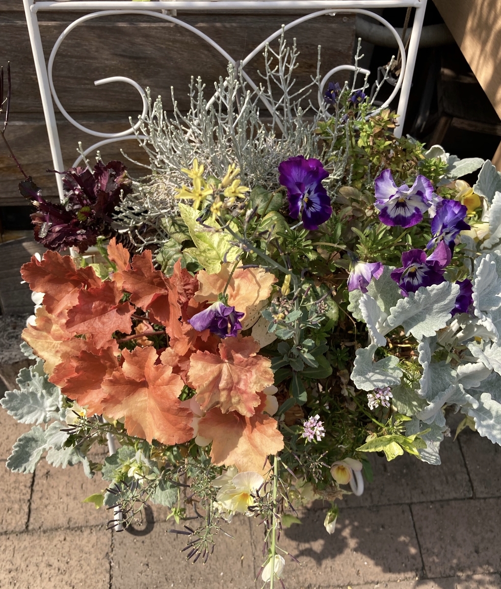 散歩道の 植物 ^^( 前編 ) - うたと からだと わたし