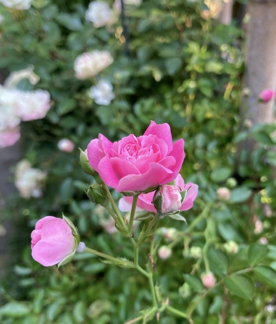 実家のネコ兄妹… / ある決意・・ - うたと からだと わたし