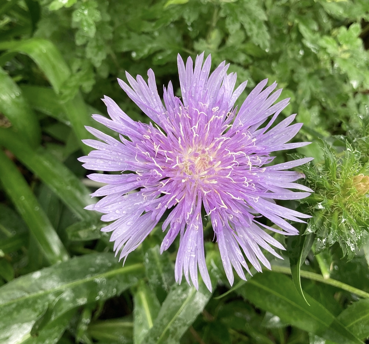 買い物の行き帰りに。。 - うたと からだと わたし