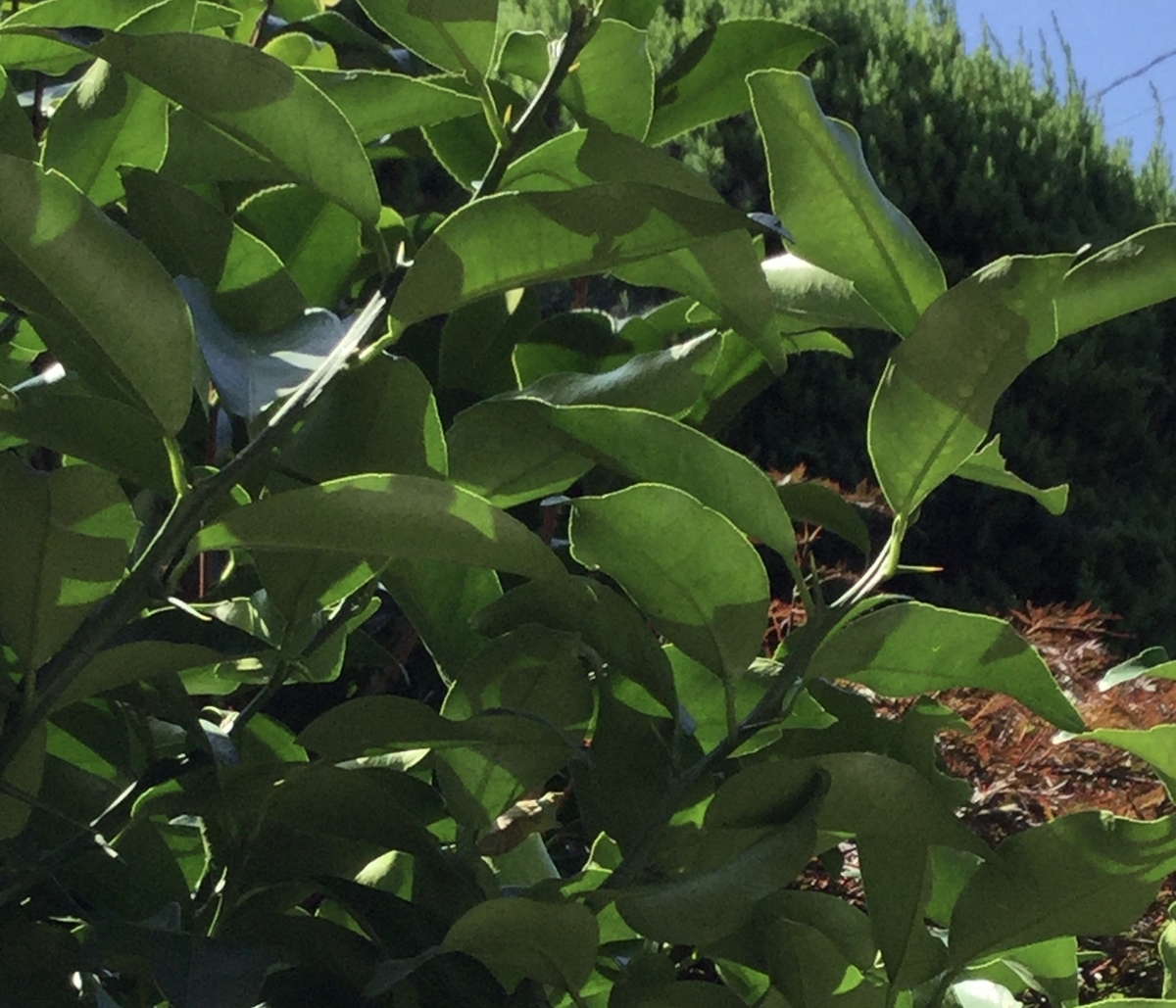 夕方の 散歩風景。。^^ - うたと からだと わたし