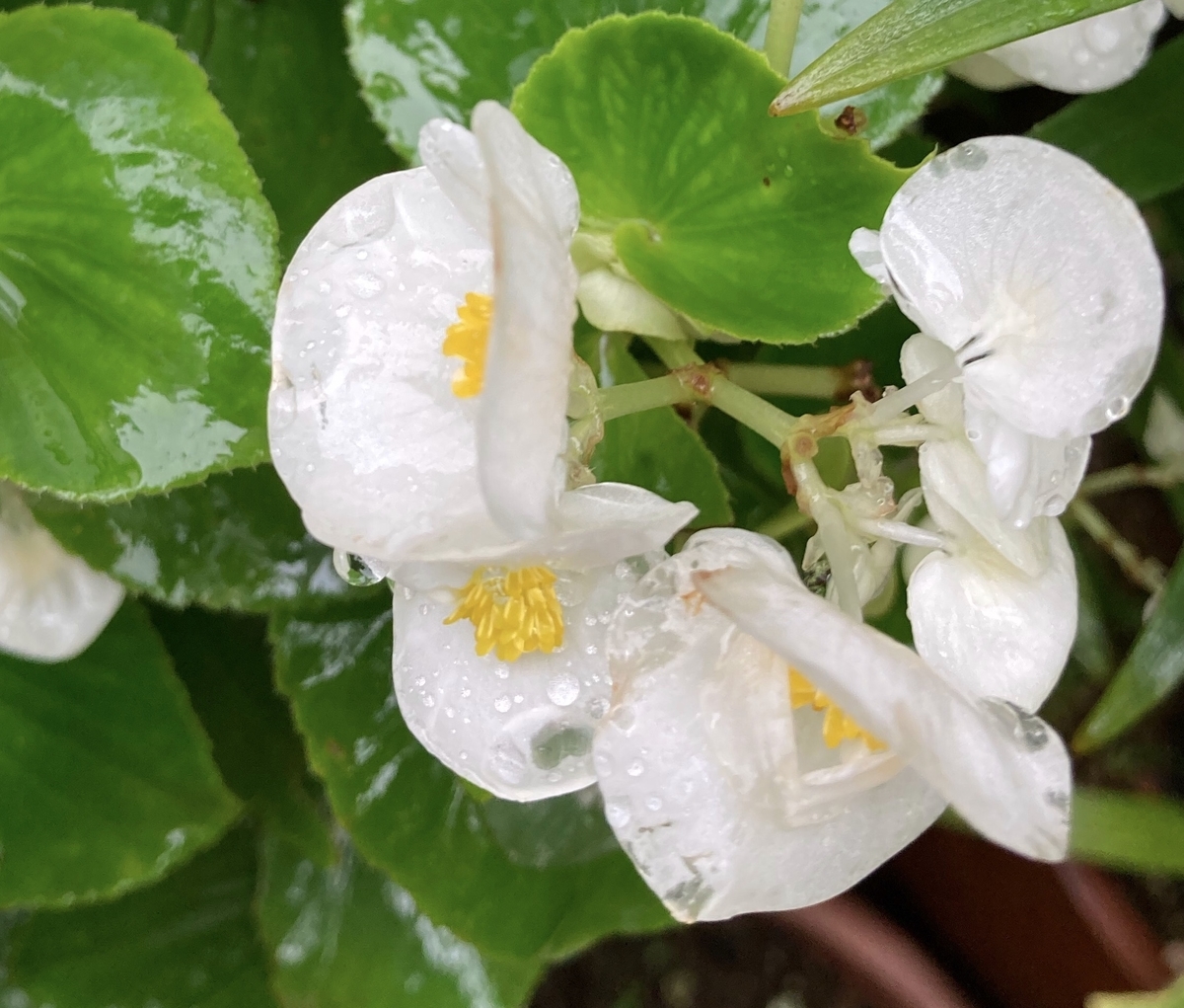 梅雨明けが 待ち遠しいなぁ。。 - うたと からだと わたし