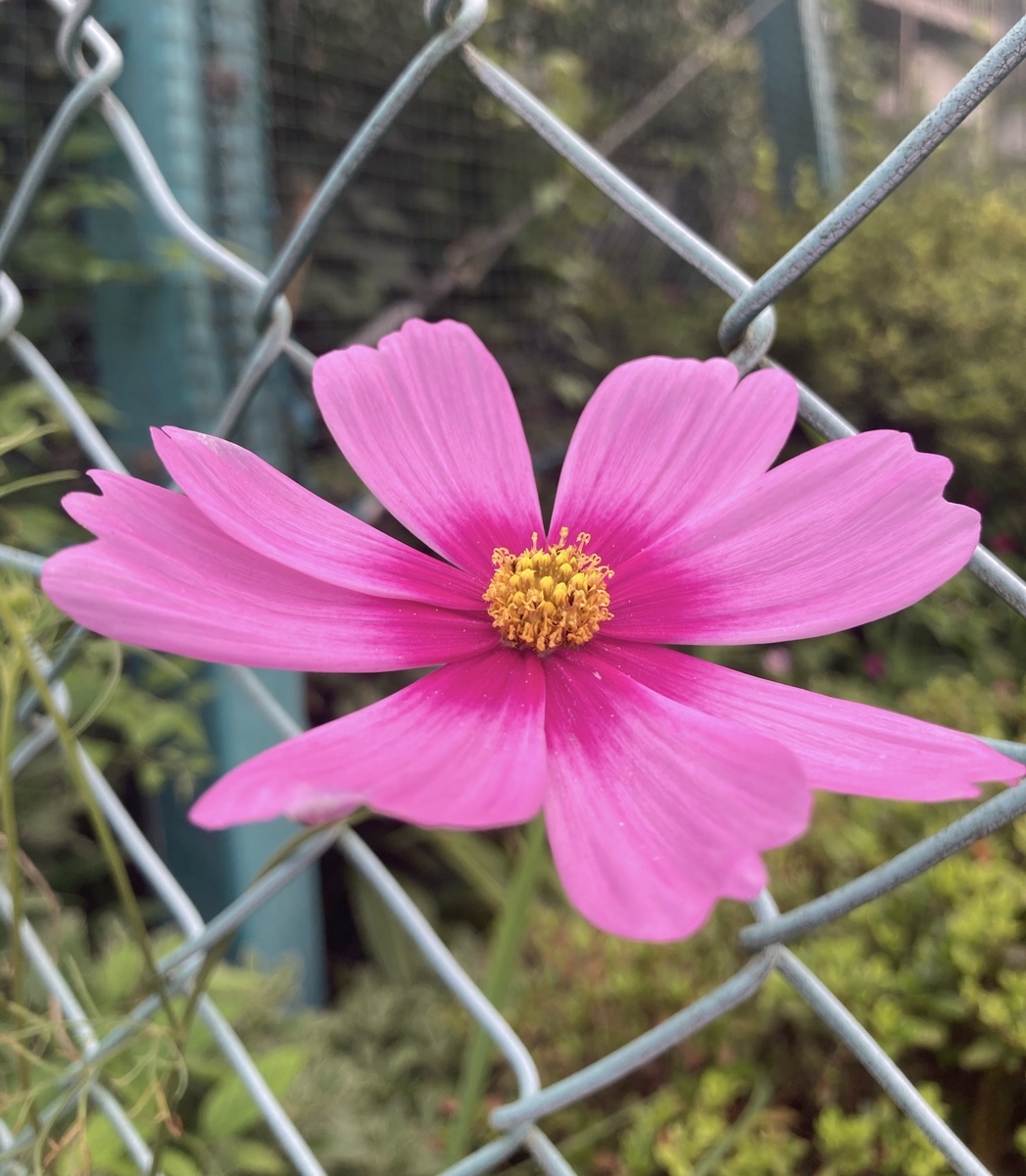 朝6時半の 出会い… ^^ - うたと からだと わたし