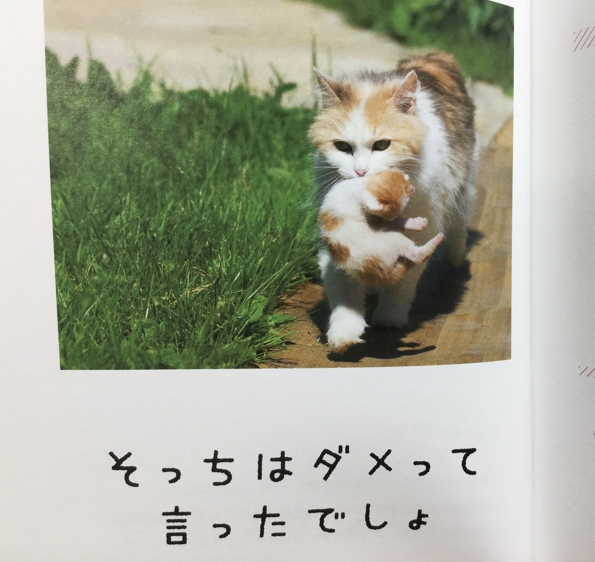 可愛い音楽を2つ… 💕 - うたと からだと わたし