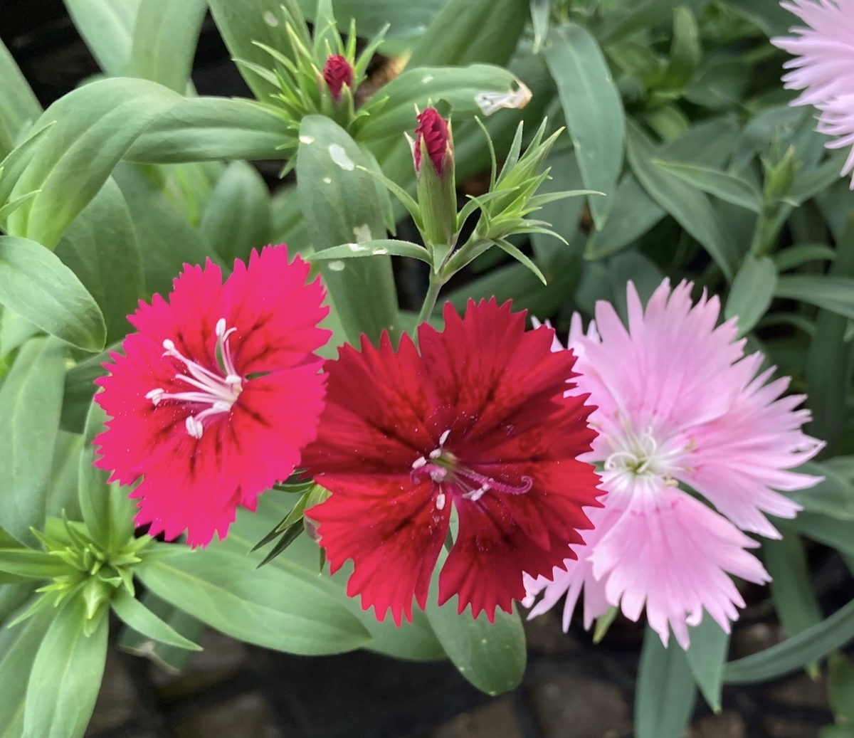 久しぶりの雨・虹・花。。 - うたと からだと わたし
