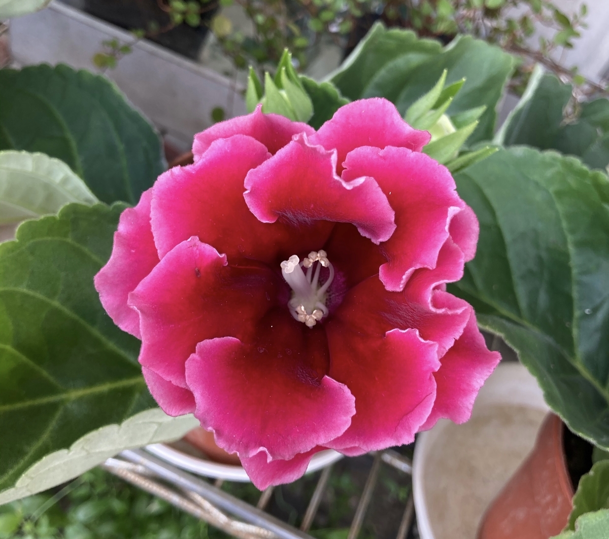 久しぶりの雨・虹・花。。 - うたと からだと わたし