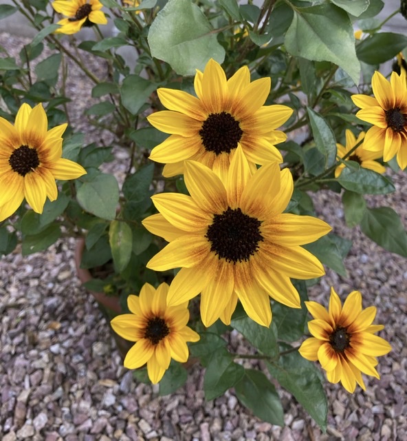 優しい秋空 ・歩いた道の風景 - うたと からだと わたし