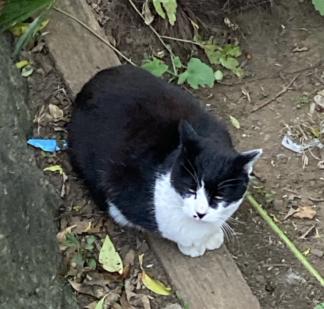 歯科検診の行き帰りに。。 - うたと からだと わたし