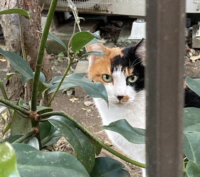 歯科検診の行き帰りに。。 - うたと からだと わたし