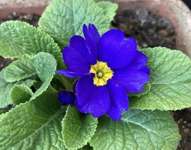 感謝と祈り・そして希望 - うたと からだと わたし