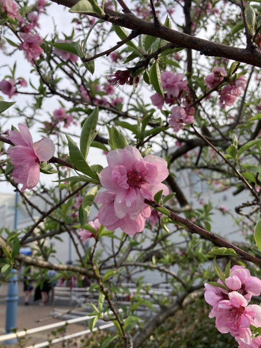 念願 叶って。。 - うたと からだと わたし