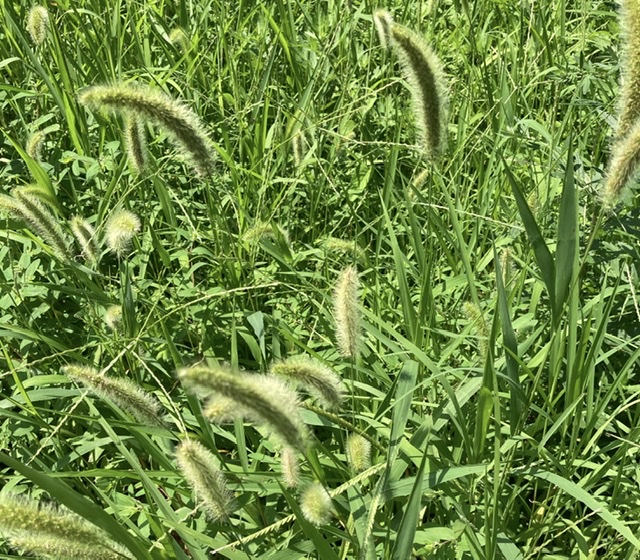 この夏 最後の晴天かな。。 - うたと からだと わたし