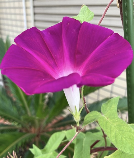 サヨナラ8月。。 - うたと からだと わたし