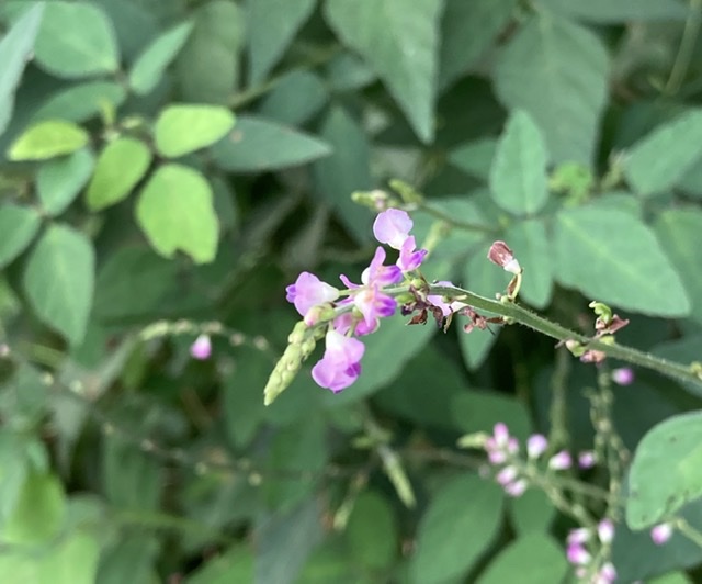 サヨナラ8月。。 - うたと からだと わたし