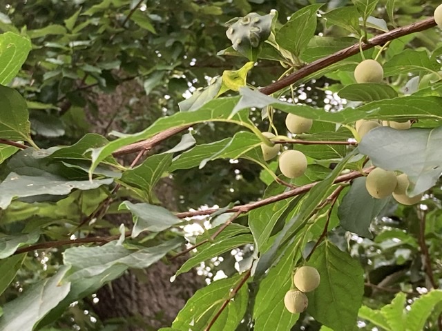 サヨナラ8月。。 - うたと からだと わたし